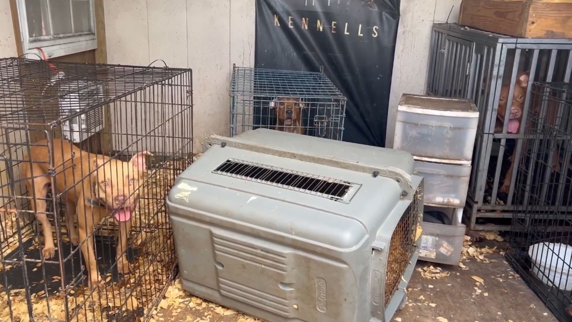 St. Pete Police arrest 6 people and recover 100+ dogs from dog fighting operation - WSVN 7News ...