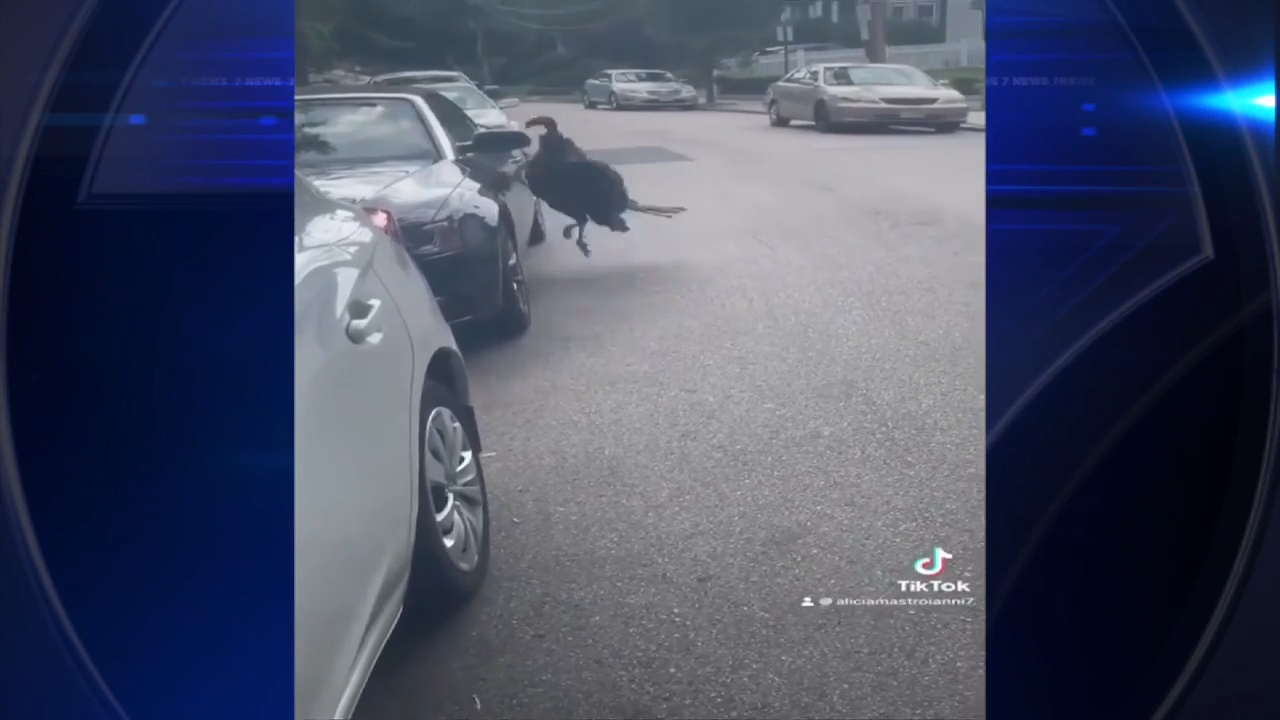 Wild turkey goes viral on TikTok after attacking Boston woman’s car ...