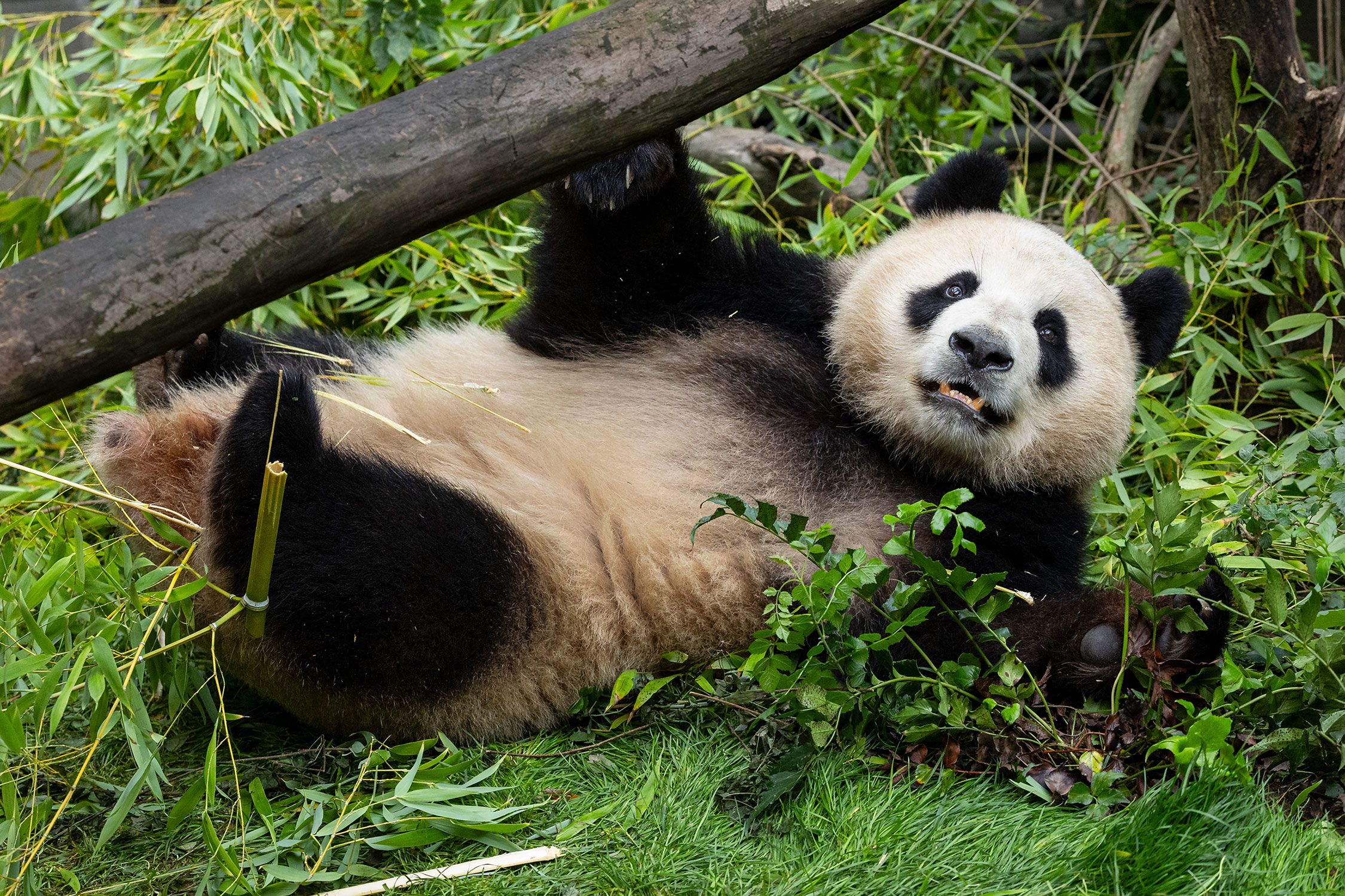 San Diego Zoo shares first look at new giant pandas following their ...