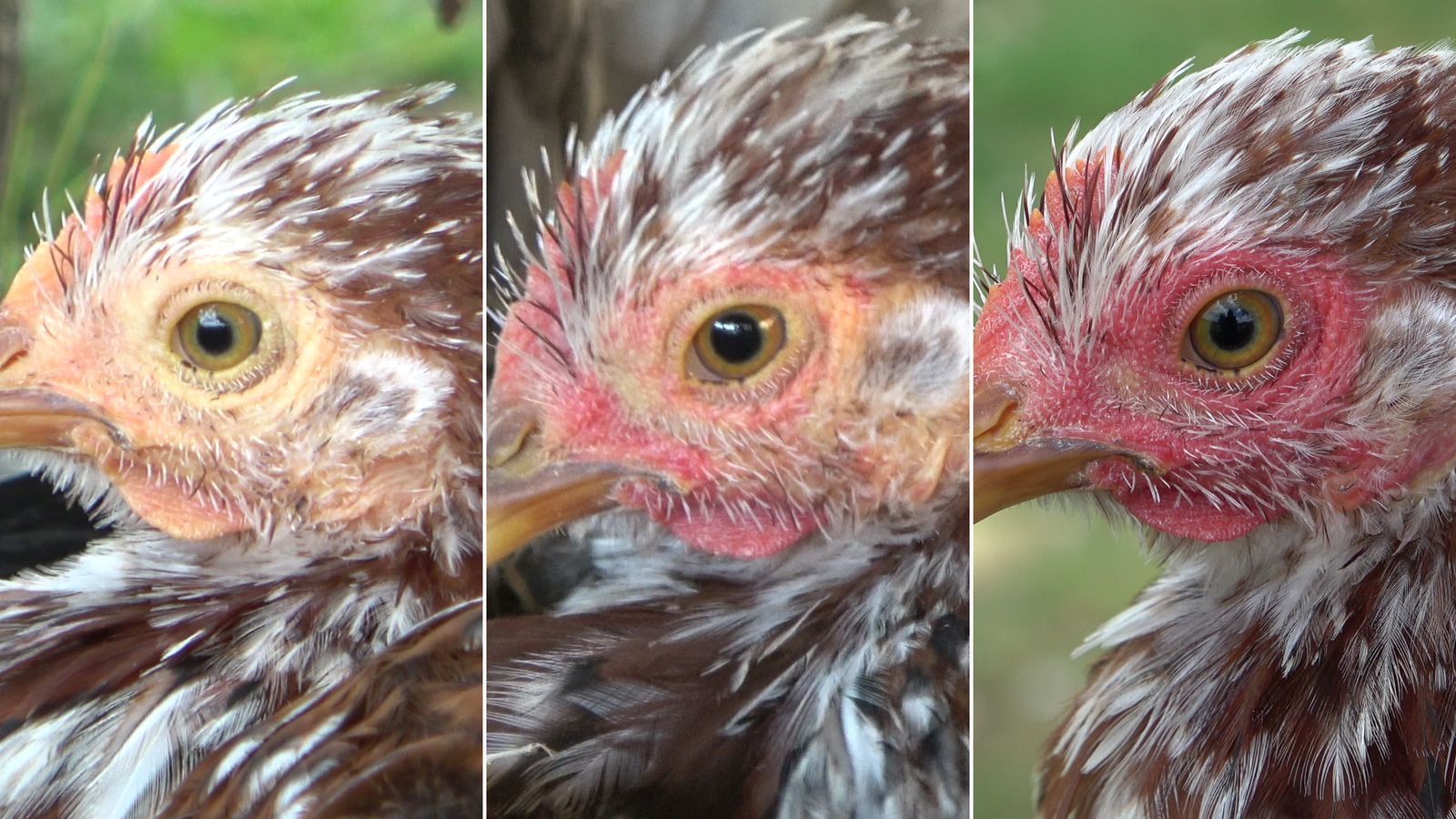 Hens blush when excited or scared, study finds - WSVN 7News | Miami ...