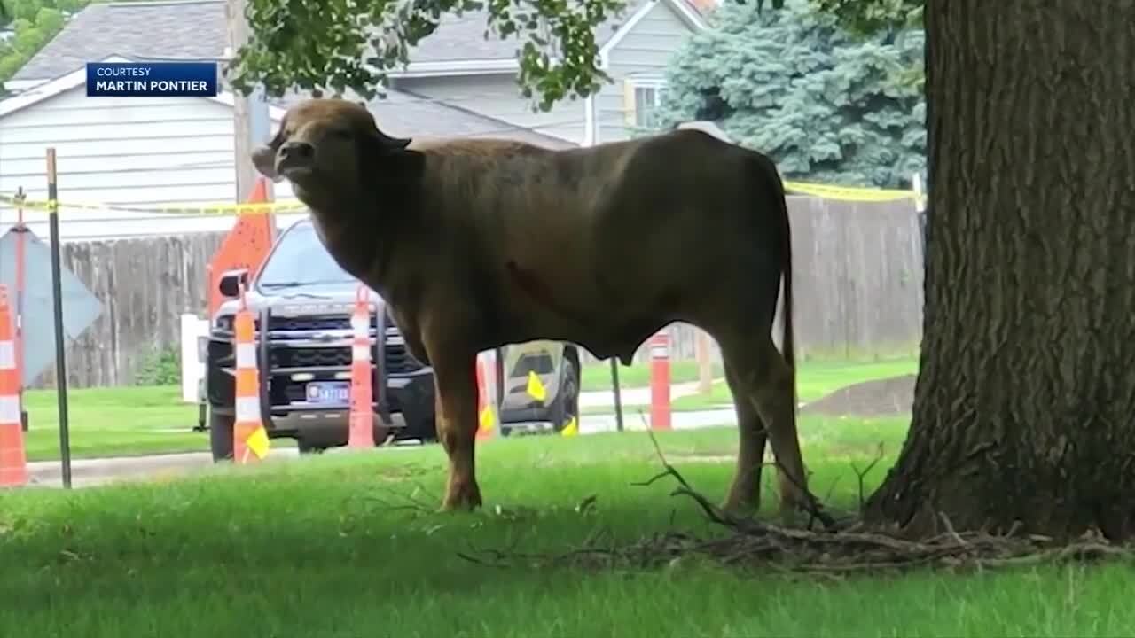 Wounded water buffalo still on the lam in Iowa - WSVN 7News | Miami ...