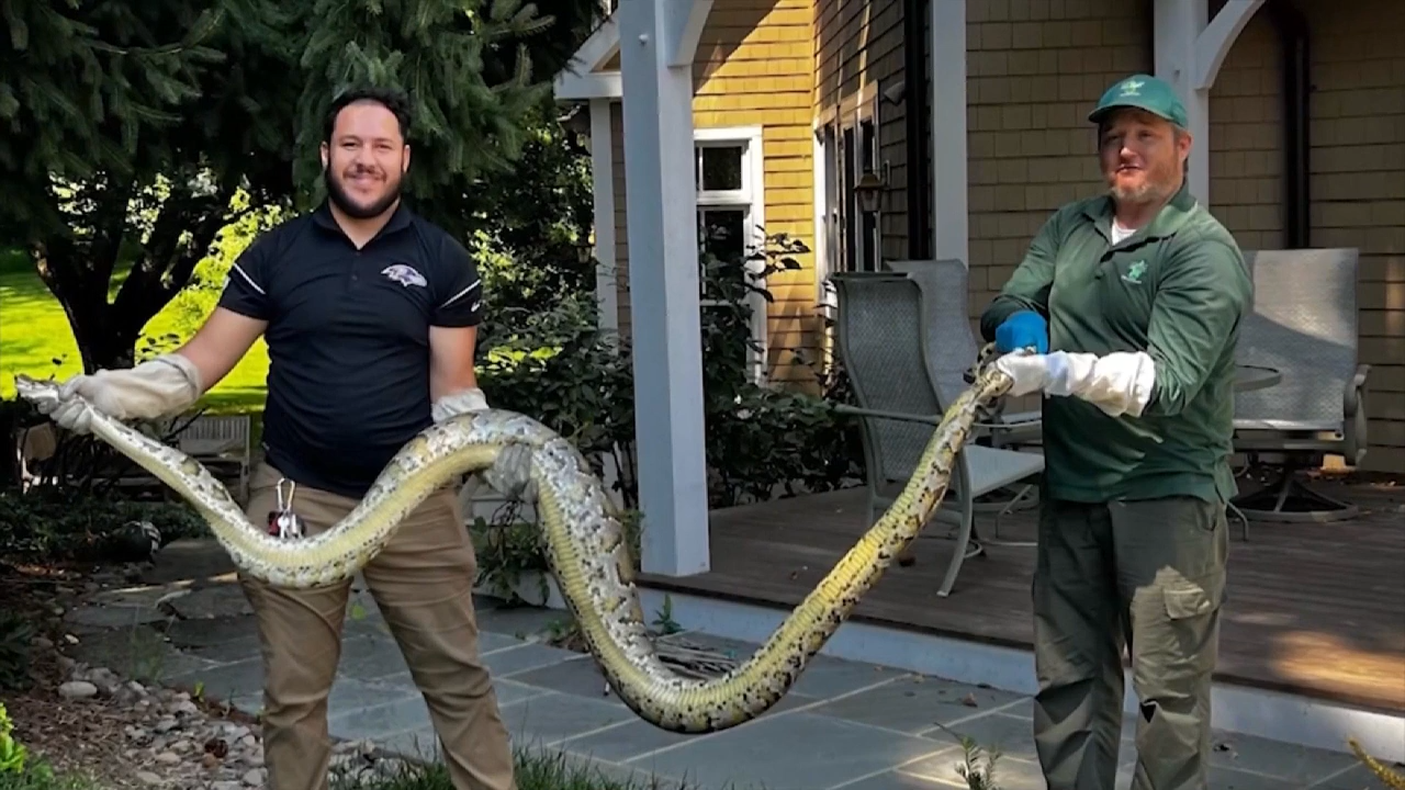 10-foot, 80-pound python caught in Pikesville man’s backyard - WSVN ...