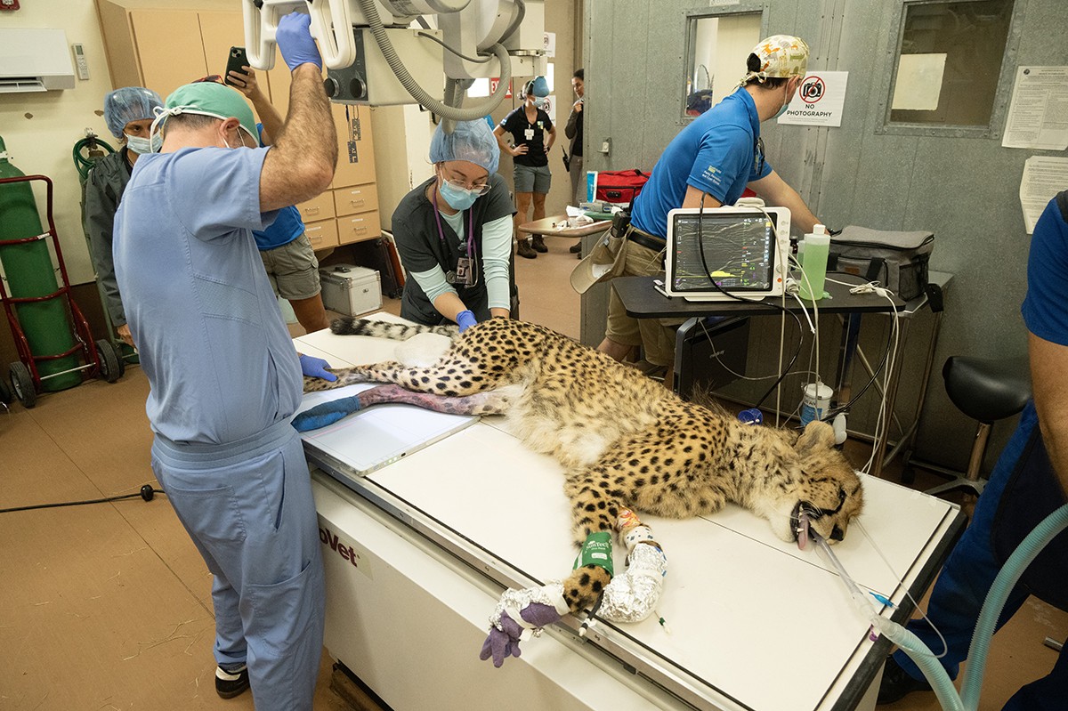 Zoo Miami’s cheetah ‘Winston’ is recovering after surgery to repair leg ...