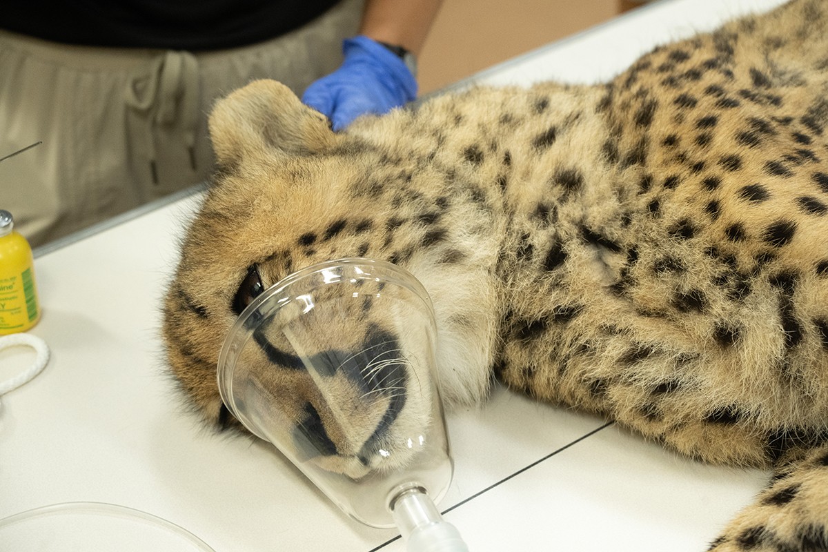 Zoo Miami’s cheetah ‘Winston’ is recovering after surgery to repair leg ...