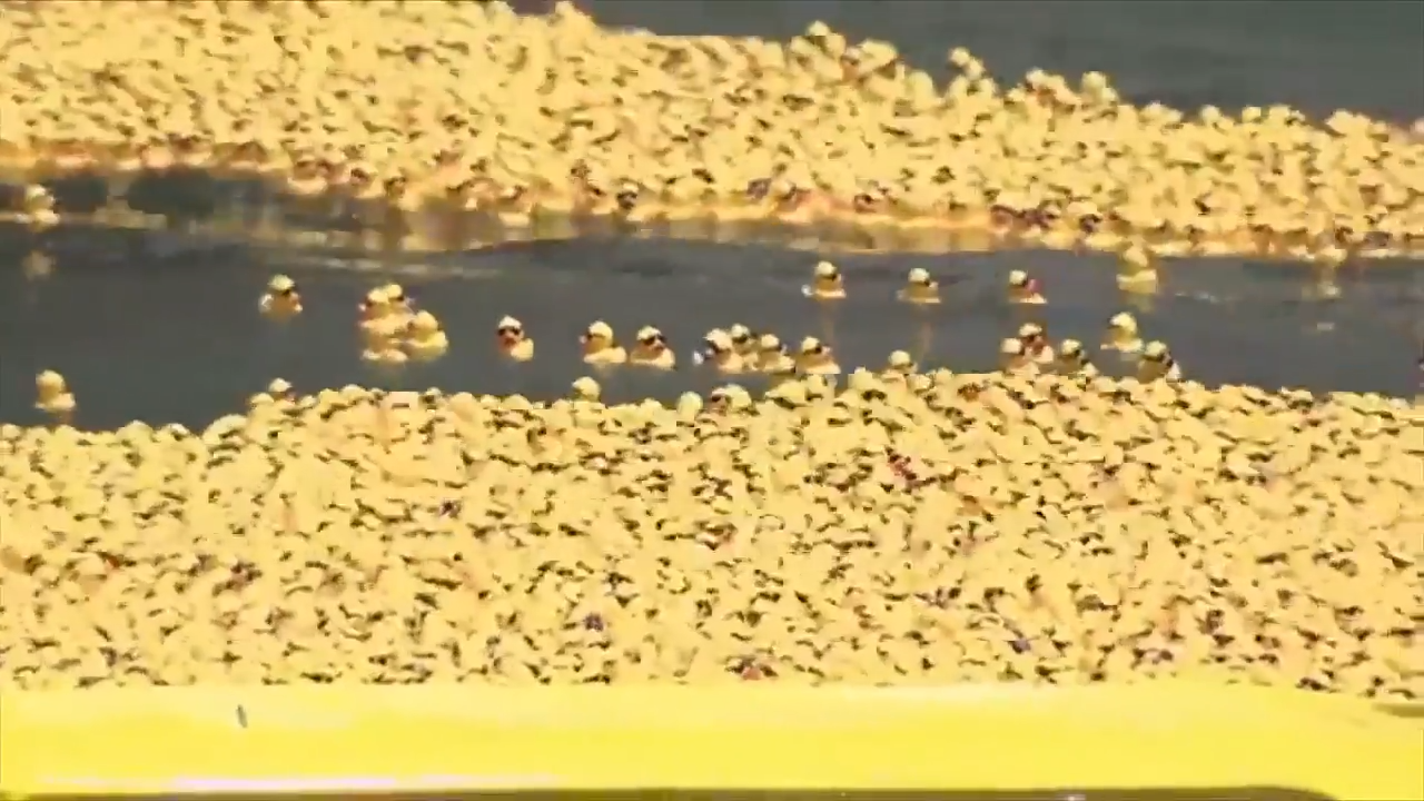 Ducky Derby in Chicago draws crowd with 100,000 rubber ducks - WSVN ...
