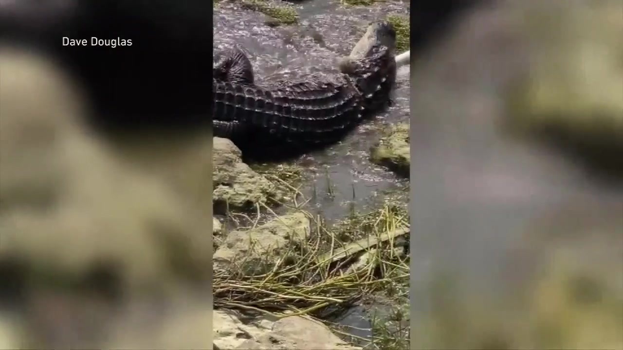 FWC trappers capture 3-legged gator in Fort Myers community - WSVN ...