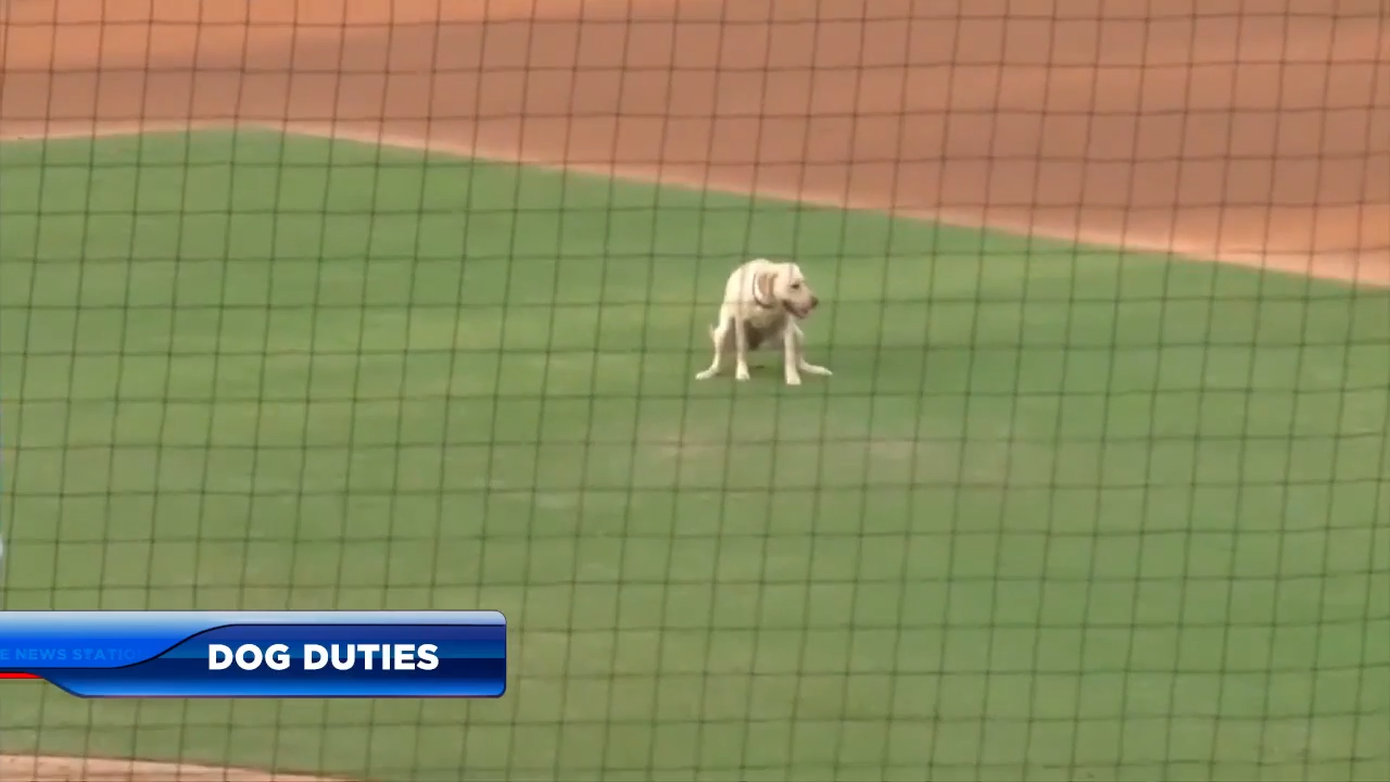 Clearwater Threshers’ new bat dog Lucy May makes viral debut - WSVN ...