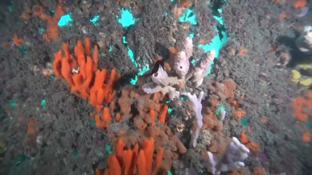 Coral reefs off Palm Beach County look ‘really healthy’ amid increase ...