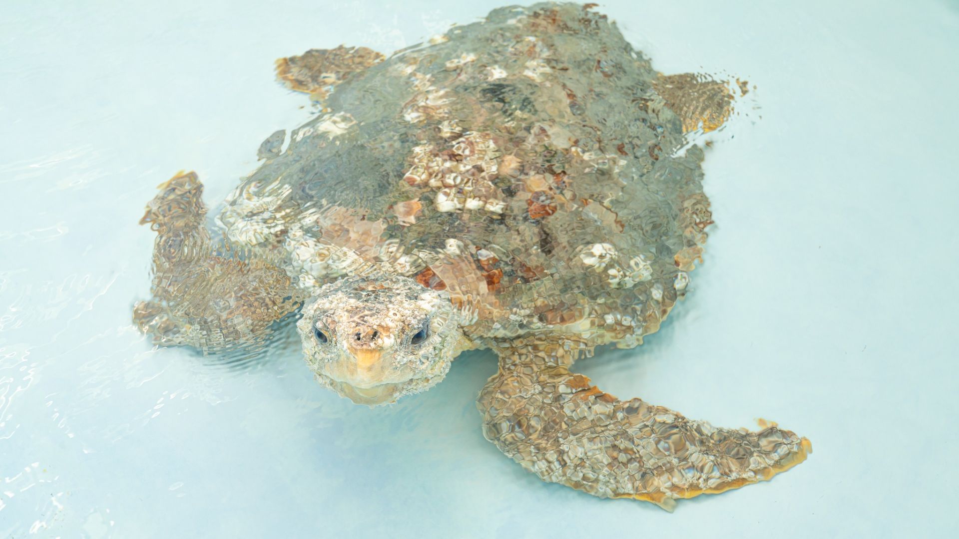 Subadult loggerhead sea turtle returns to Atlantic Ocean in Florida ...