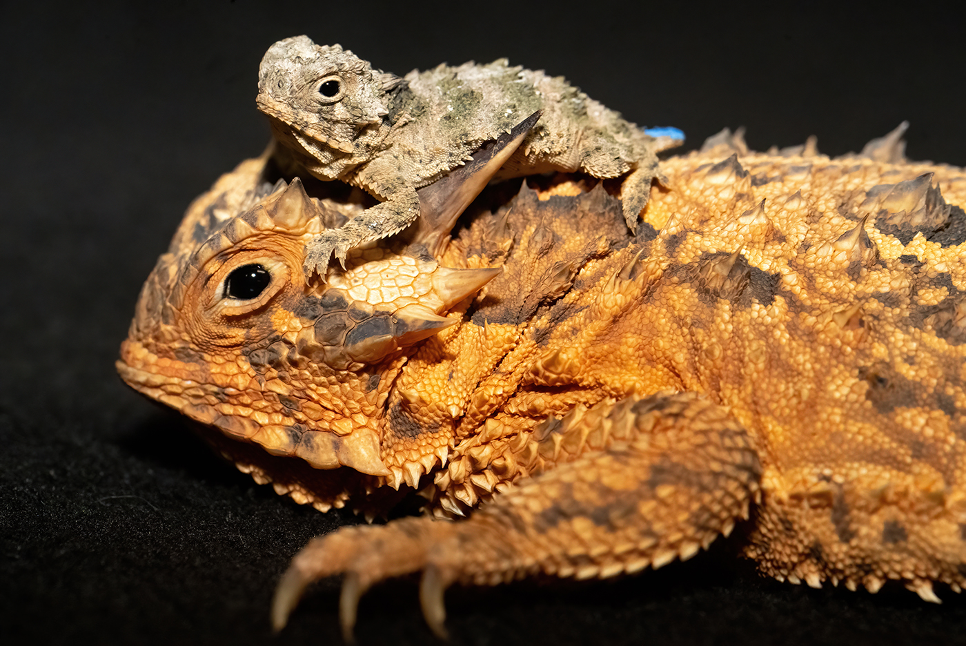 Zoo Miami successfully hatches threatened horned lizards for ...