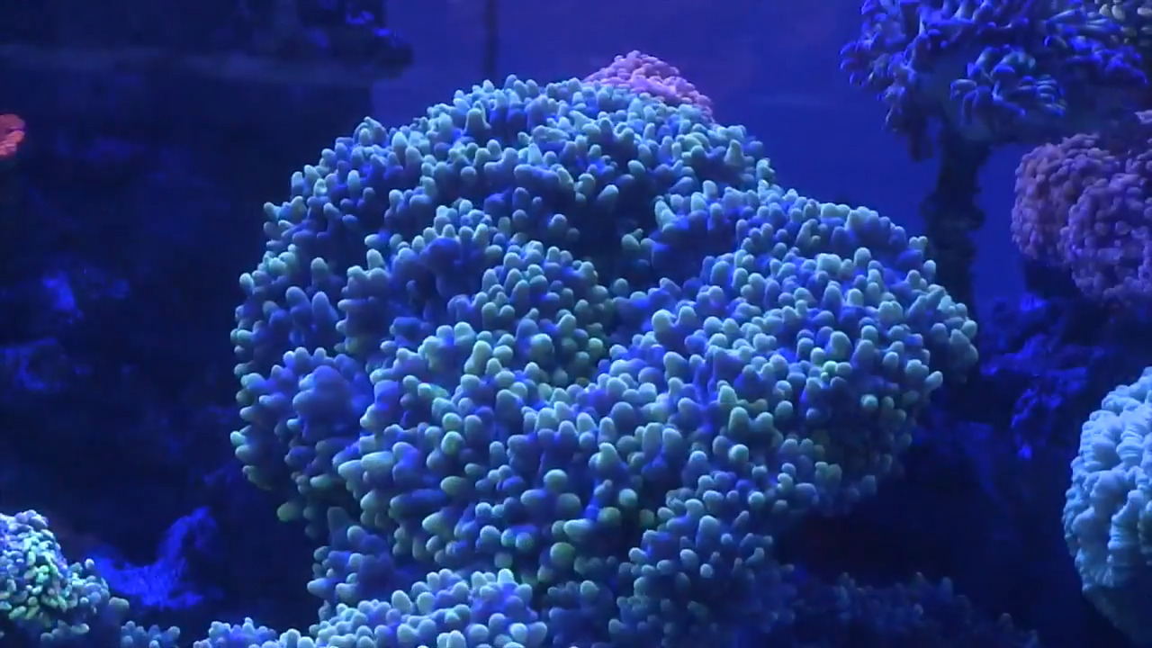 Miami woman has system that will help save Florida’s coral and ...