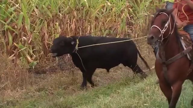 Bull that escaped from Illinois farm lassoed after hours on the run ...