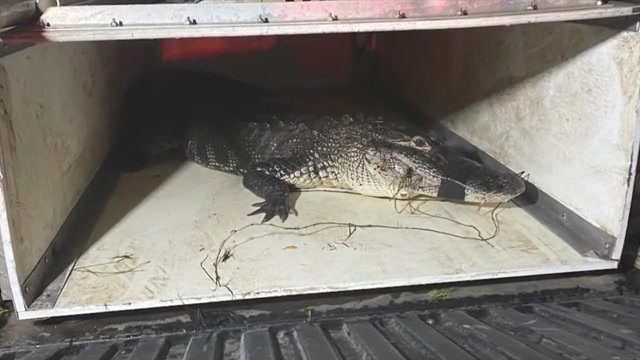 giant alligator attacks