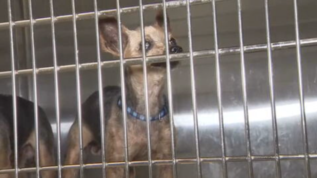Georgia family to be reunited Yorkie who went missing in Fort ...