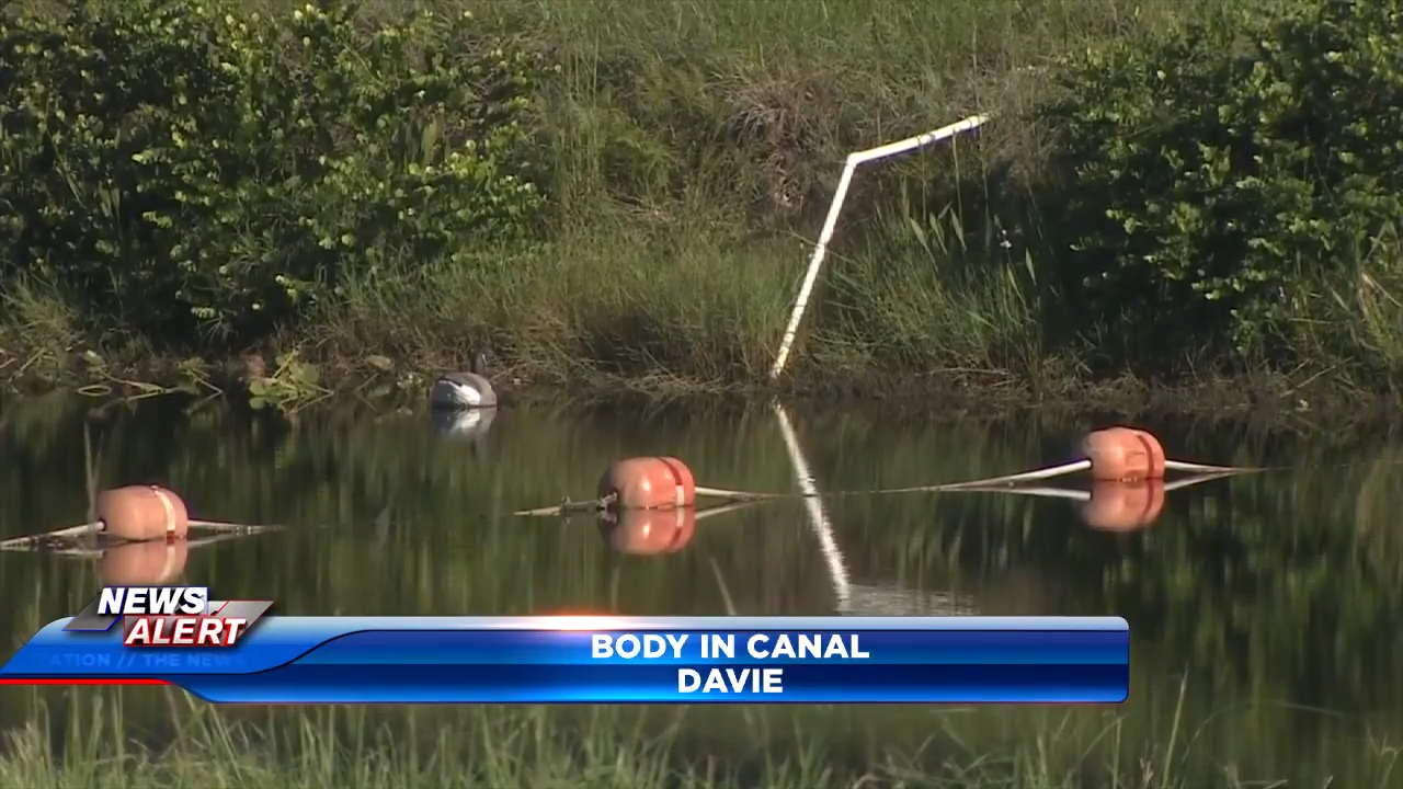 Man’s body found floating in Davie canal - WSVN 7News | Miami News ...