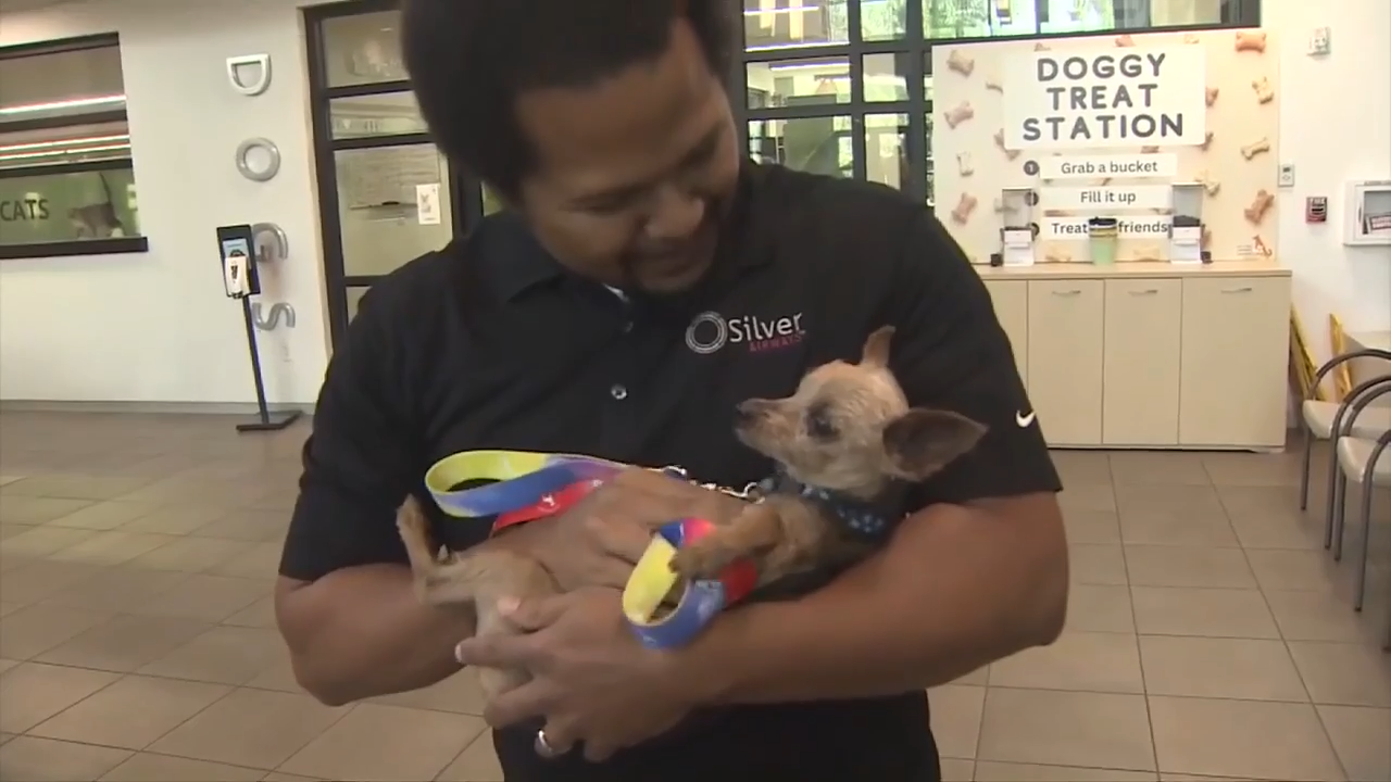 Georgia family reunites with Yorkie in Fort Lauderdale after being ...