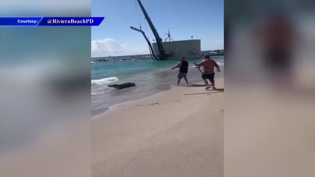 10-foot alligator removed from beach after going for a swim on Singer ...