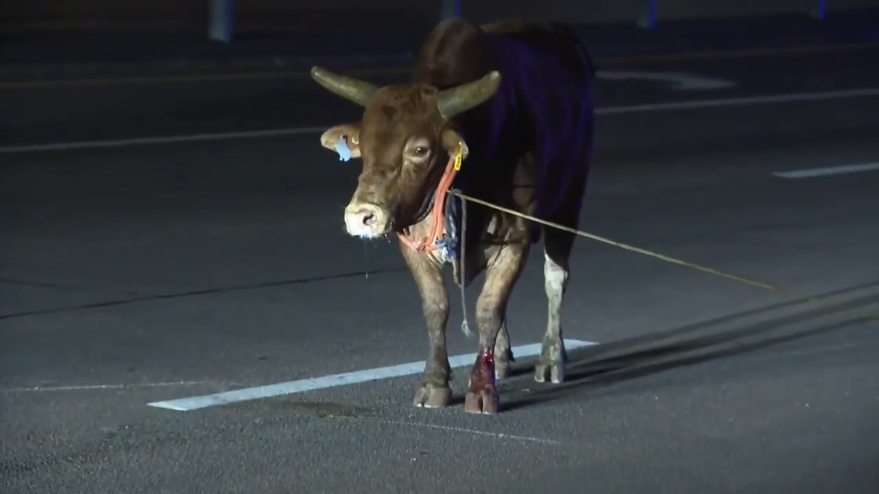 The last of 8 escaped bulls from a Massachusetts rodeo is caught on ...
