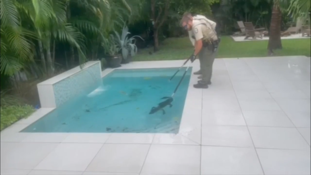 Florida man arrives to see alligator in his pool following Hurricane ...