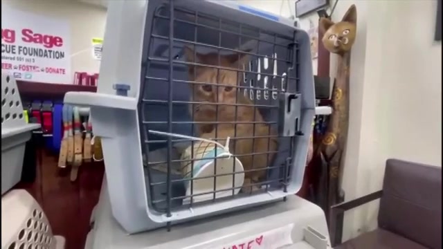 Saving Sage Animal Rescue brings 82 cats from Helene-impacted North ...