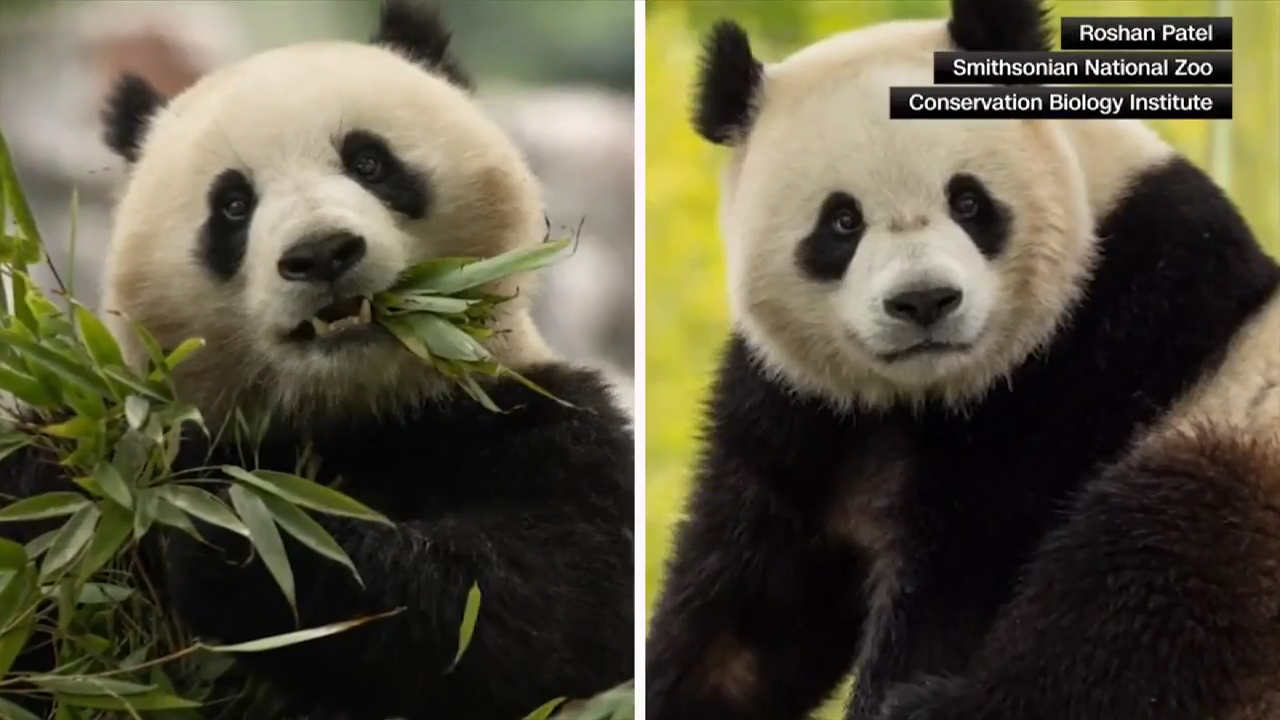 The pandas have landed! Here’s what you need to know - WSVN 7News ...