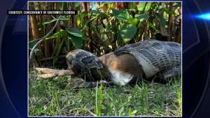 snake eats 77 pound deer