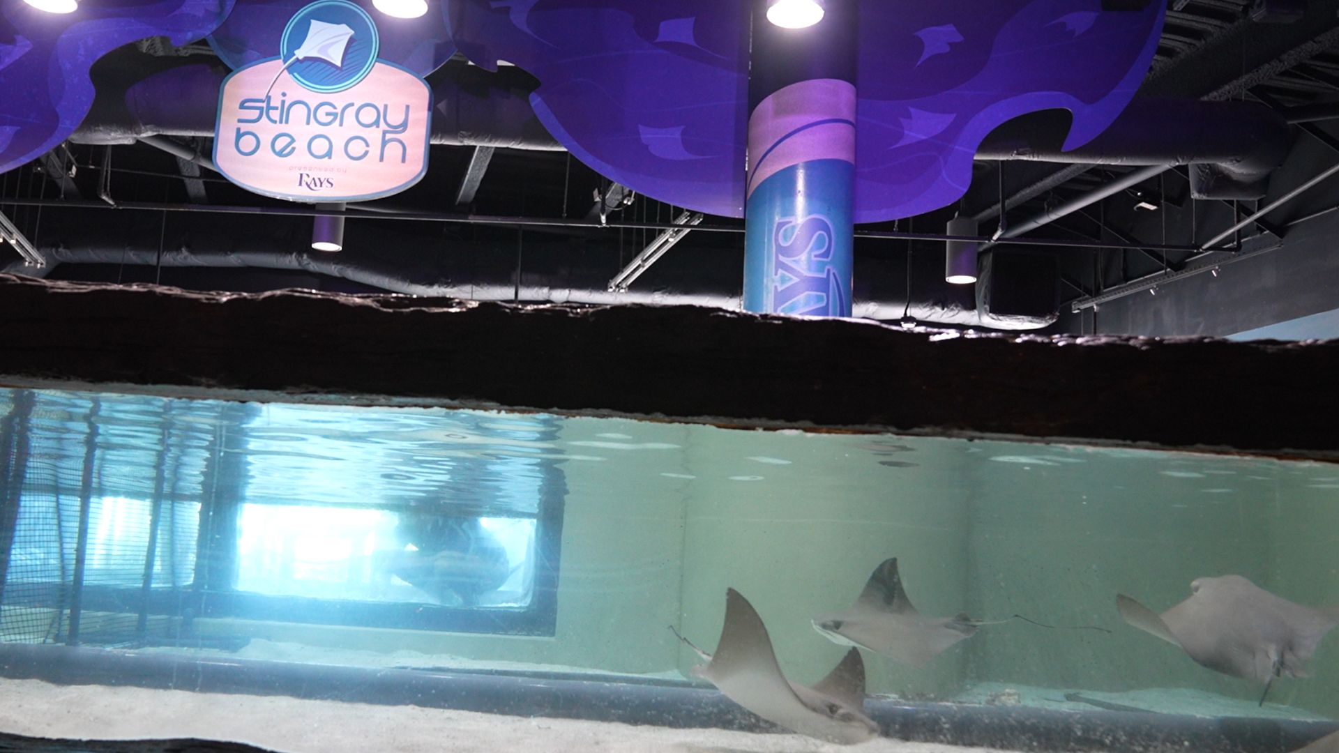 Safe! Florida Aquarium’s stingrays ride out Milton in MLB Rays ...