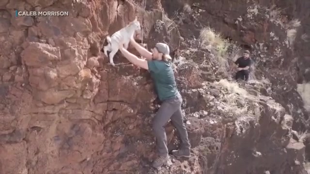 Hikers rescue baby goat stuck on side of Hawaii cliff after word ...