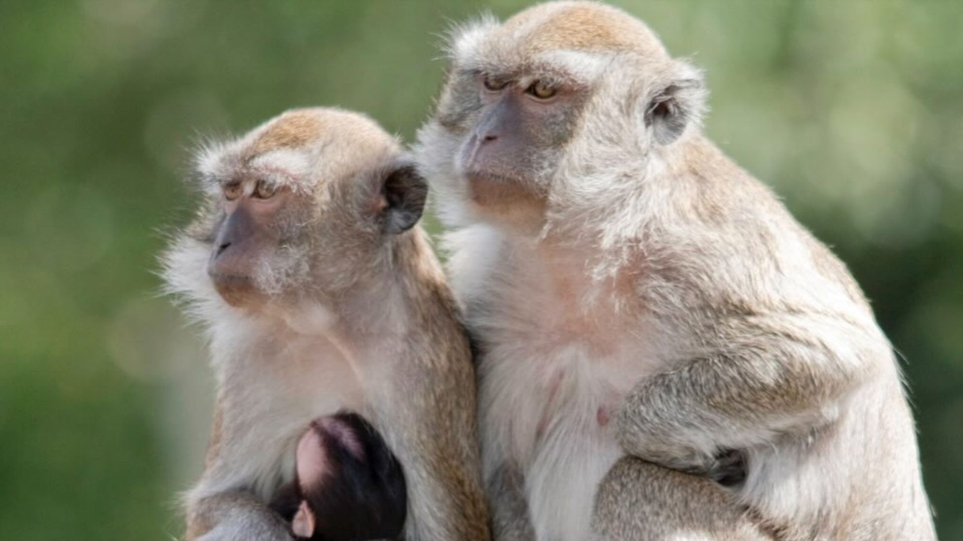 Only 8 monkeys remain free after more than a week outside a South ...