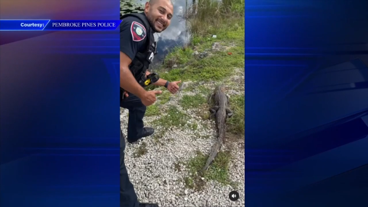 Alligator found lounging in Pembroke Pines neighborhood - WSVN 7News ...