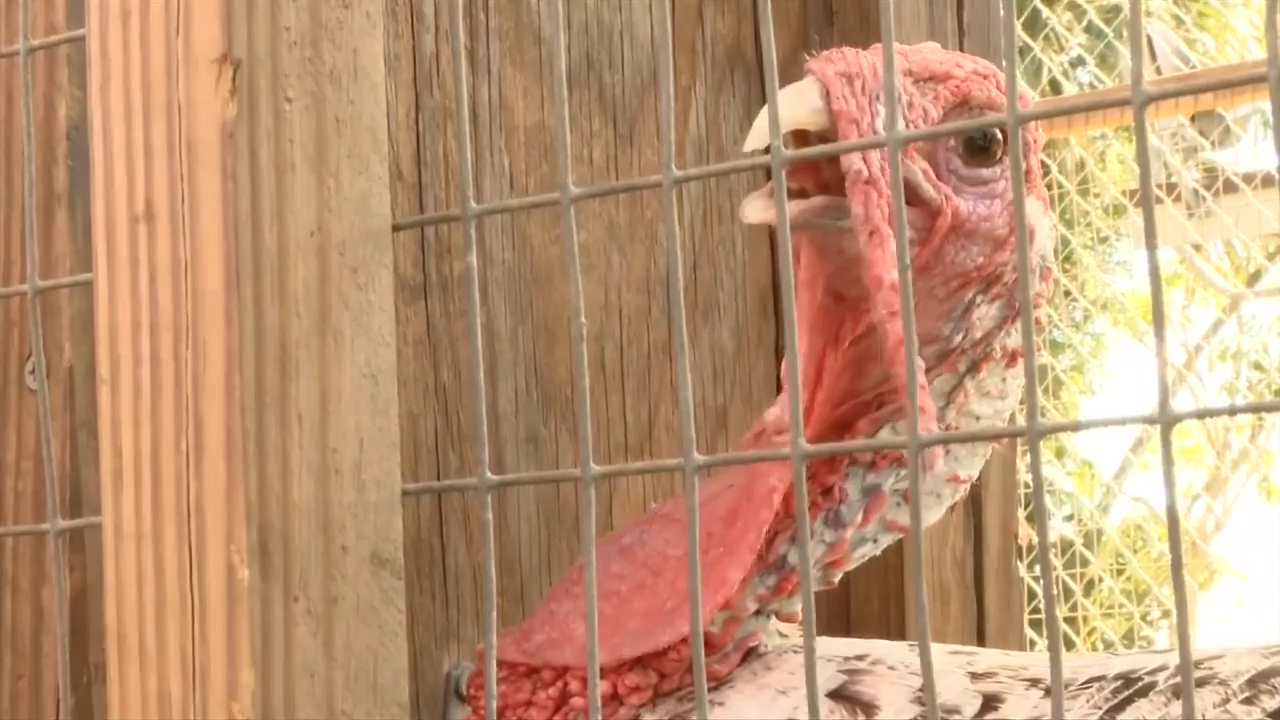 Pembroke Park grants first turkey pardon during town hall ceremony ...