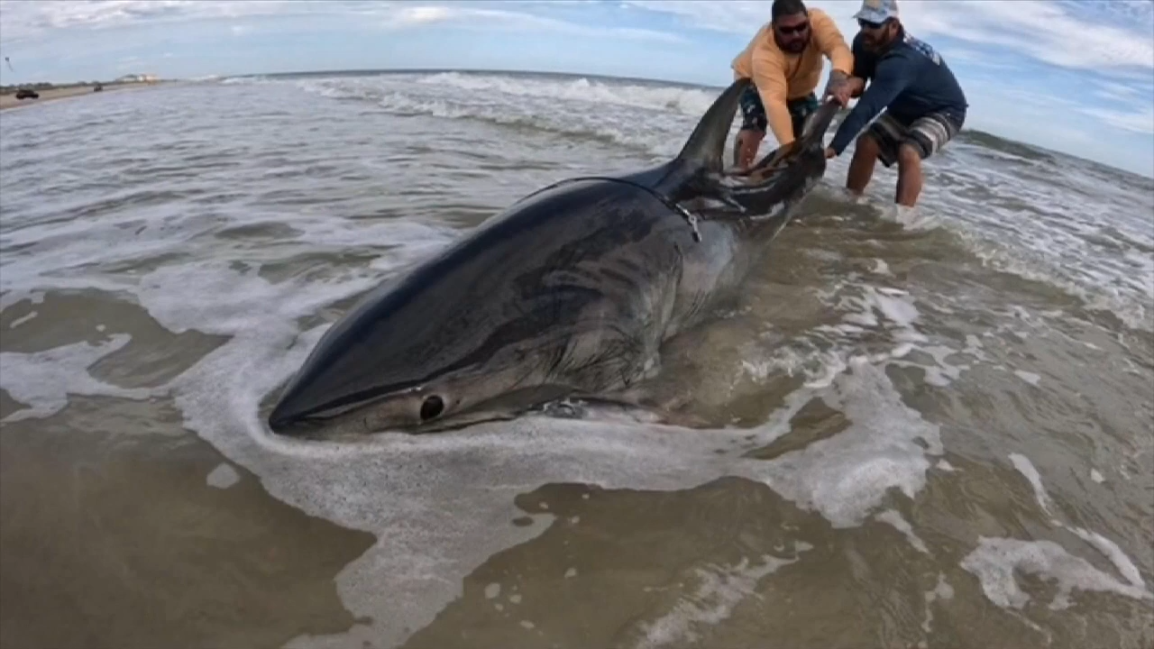 Florida fisherman shares his shark tale after catching great white off ...