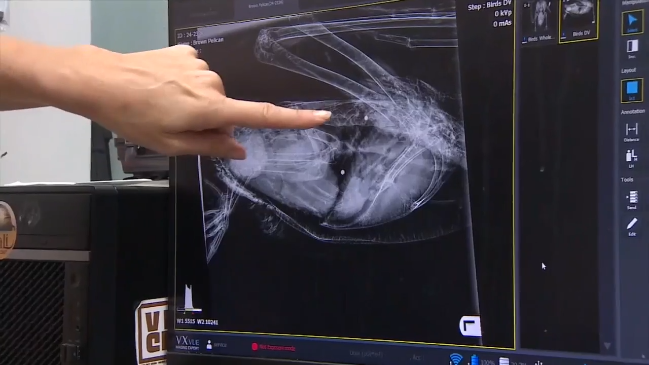 3 birds found with BB gun bullets lodged in their bodies brought to ...