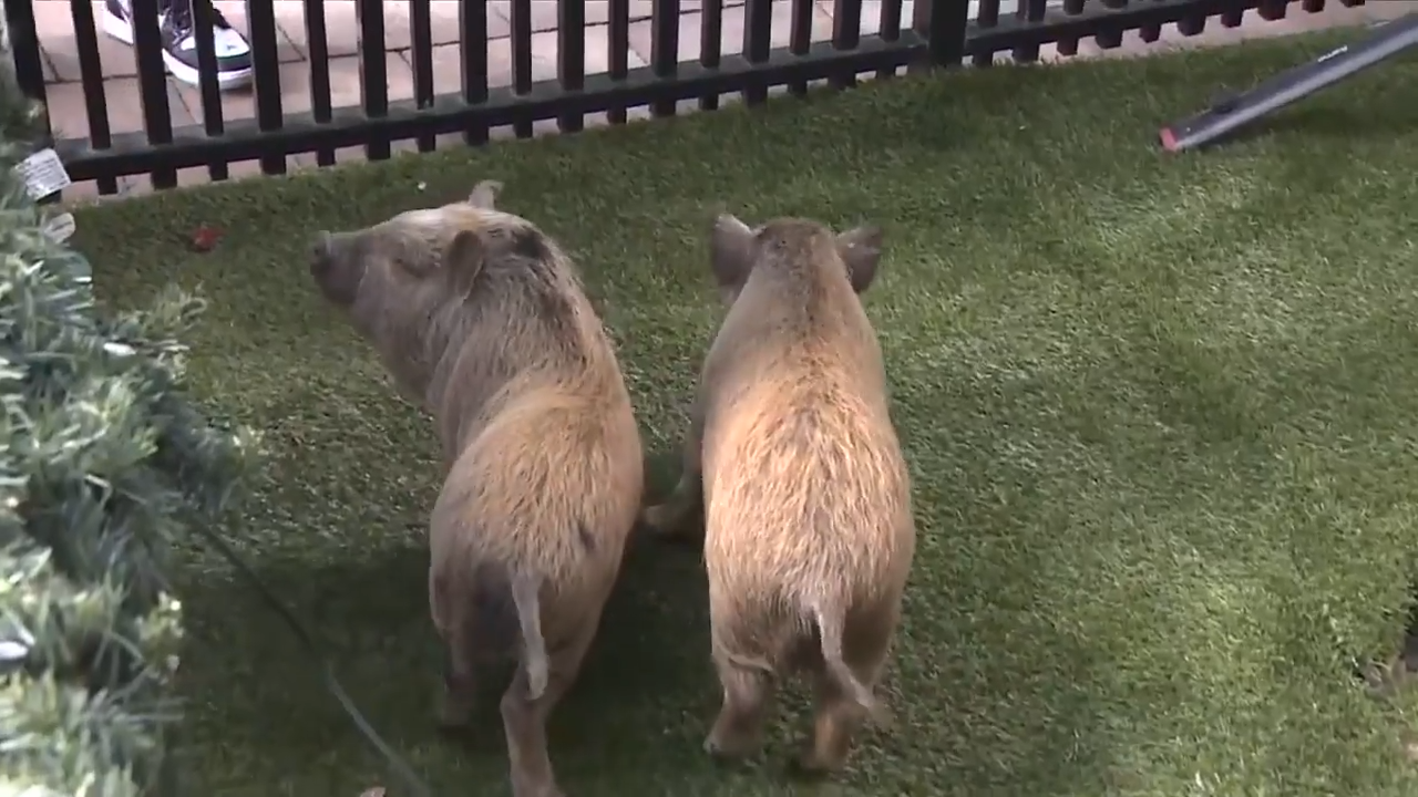 Baby pigs get Christmas pardon from Florida mayor in a Cuban twist on ...