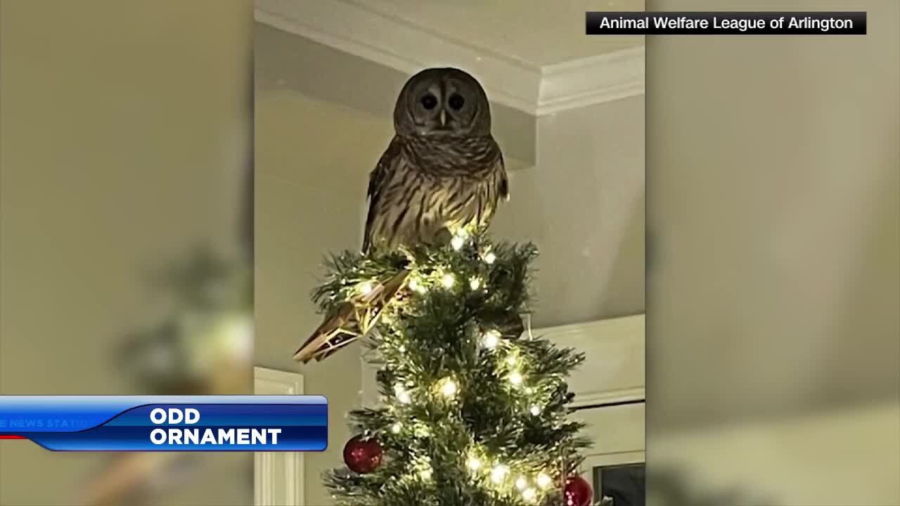 Owl replaces star atop Christmas tree in Virginia home - WSVN 7News ...