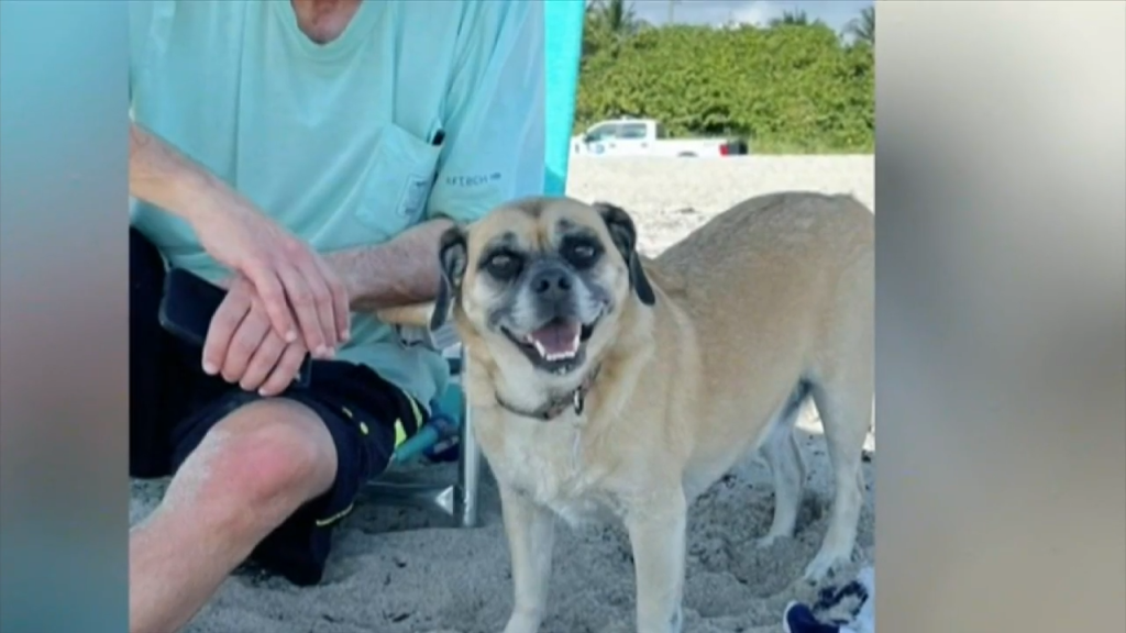 Help Me Howard – WSVN 7News | Miami News, Weather, Sports | Fort Lauderdale