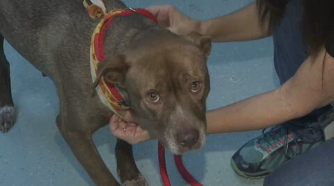 3-year-old dog in need of new home after undergoing surgery to remove ...