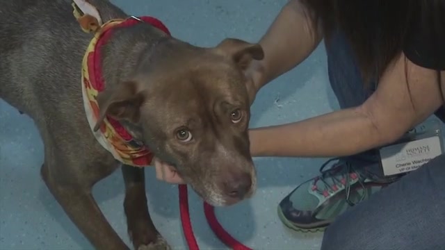 X-rays reveal bullet lodged in leg of dog brought to Broward Humane ...