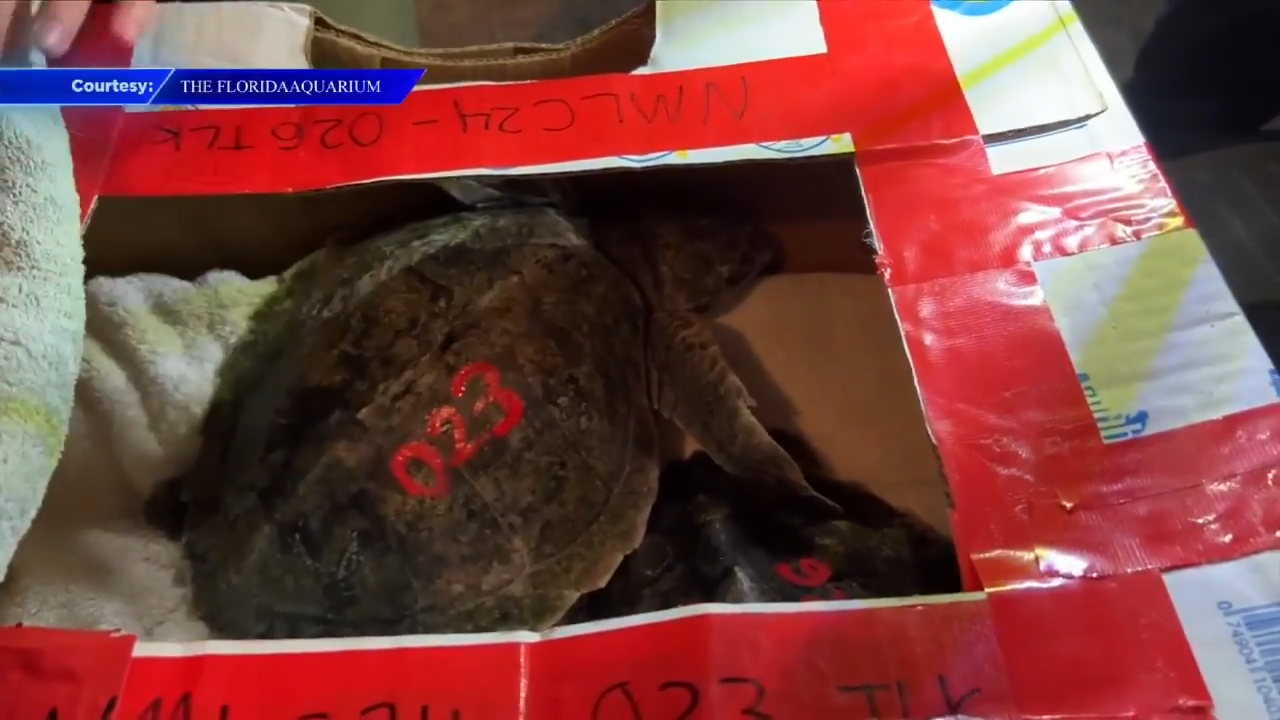 6 sea turtles recovering at The Florida Aquarium after being rescued ... 6 sea turtles recovering at The Florida Aquarium after being rescued ...