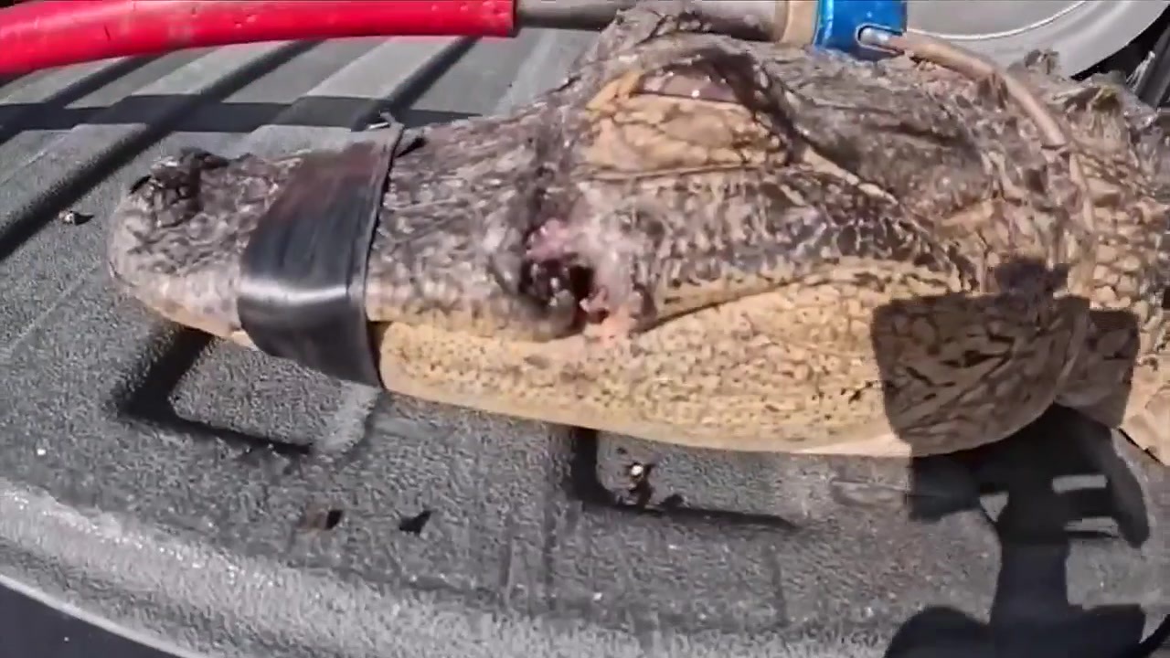Alligator trapper saves gator in St. Augustine by removing jaw snare ...