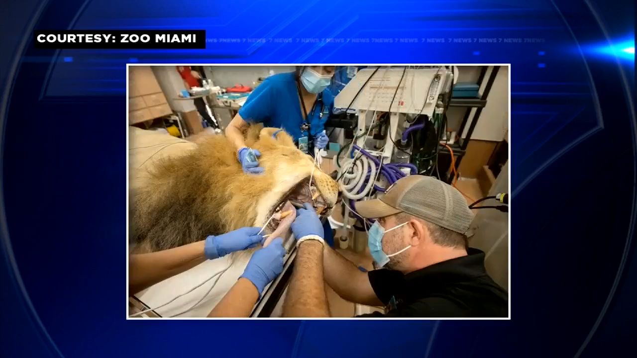 Kwame, Zoo Miami’s 17-year-old lion, receives good bill of health after ...