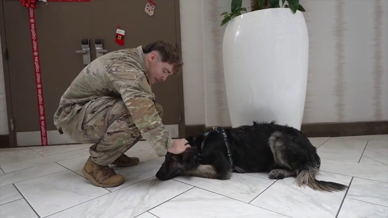‘Paws of War’ helps unite Army vet with fury best friend, he rescued ...