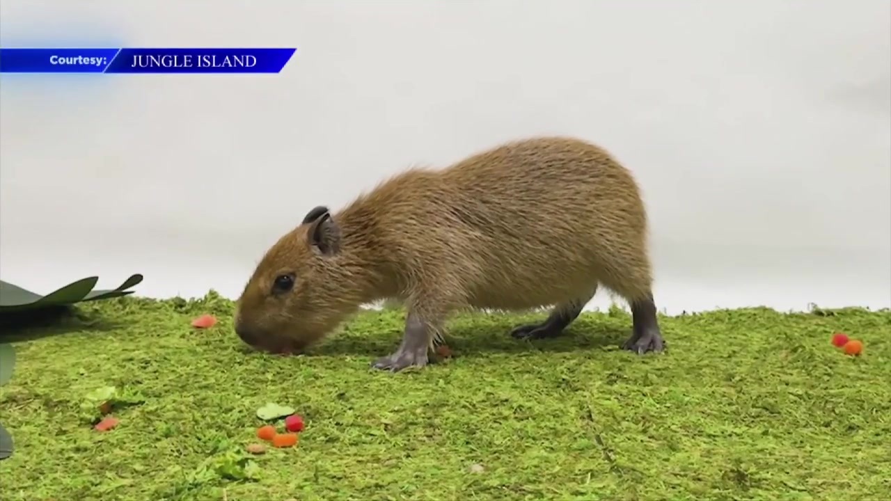 3 baby capybaras debut at Jungle Island in Miami - WSVN 7News | Miami News, Weather, Sports ...