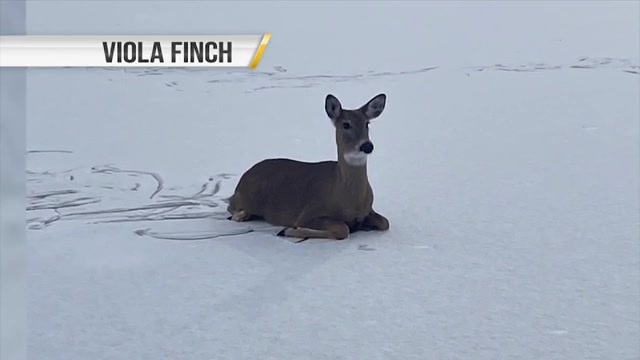 2 hikers rescue deer stuck out on the ice in Wisconsin - WSVN 7News ...