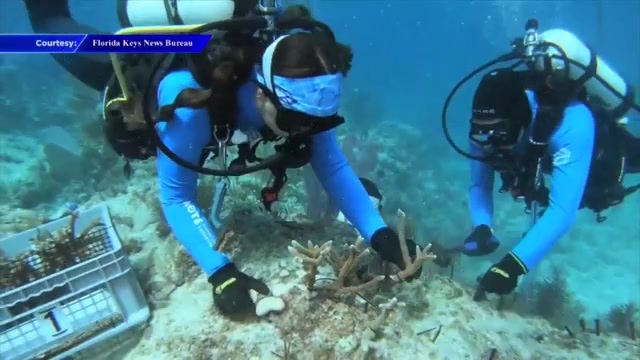 Scientists ‘outplant’ heat-resistant coral species off Key Largo amid ...