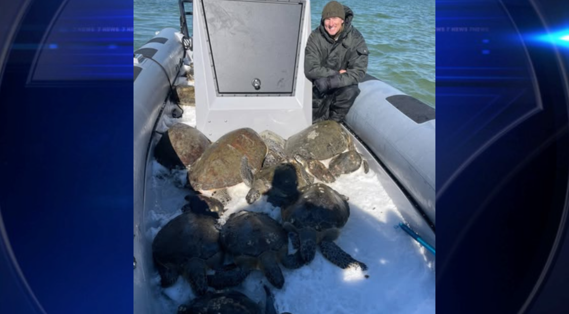 Thirty sea turtles rescued from near-freezing Florida water during ...