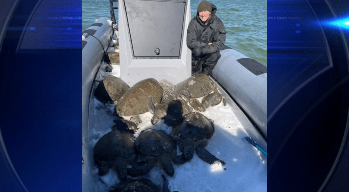 Thirty sea turtles rescued from near-freezing Florida water during ...