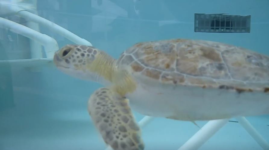 Loggerhead Marinelife Center helping treat, protect sea turtles - WSVN ...