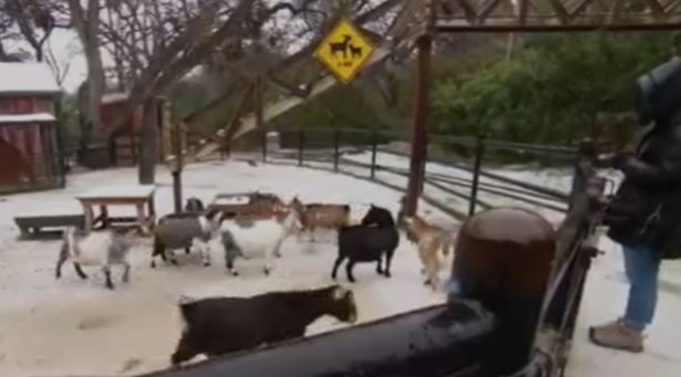 Fort Worth Zoo takes extra steps to keep animals safe in the winter ...