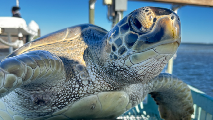 More than 1,200 cold-stunned sea turtles rescued last week along ...